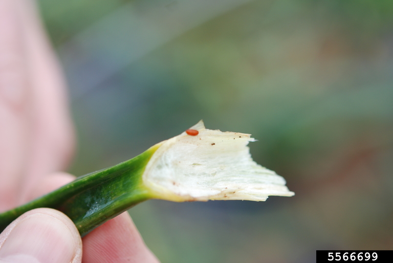 Allium leafminer (Napomyza gymnostoma)