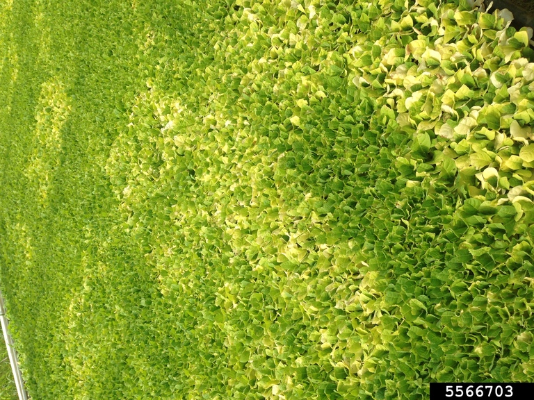 Pythium diseases (Genus Pythium)