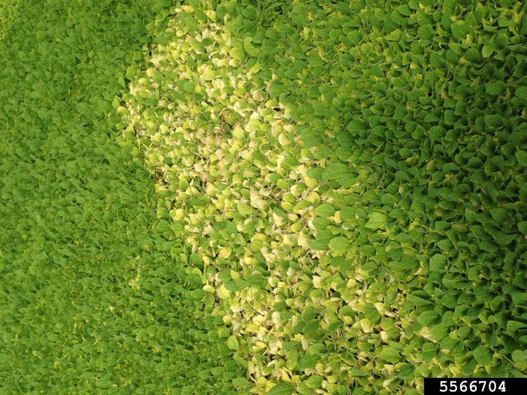 Pythium diseases (Genus Pythium)