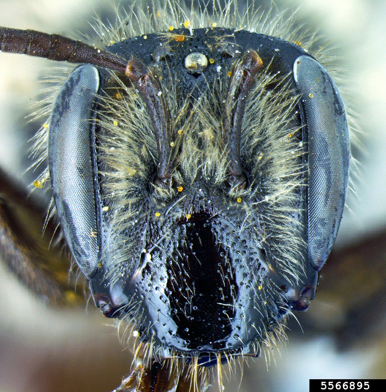 mining bee (Andrena bradleyi)