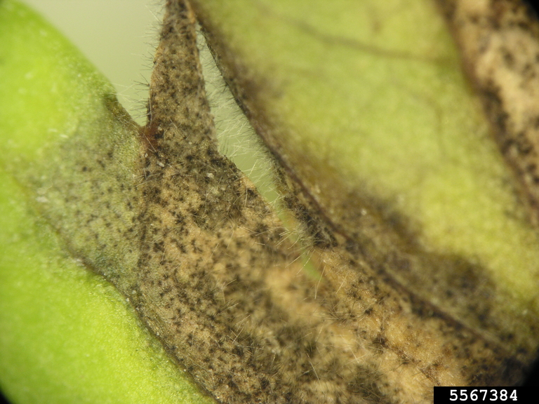 Cercospora leaf spot (Cercospora apii)