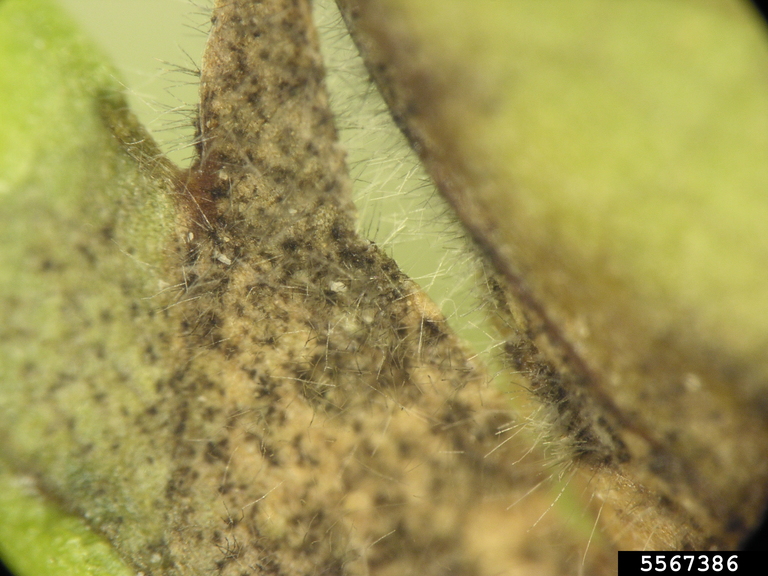 Cercospora leaf spot (Cercospora apii)