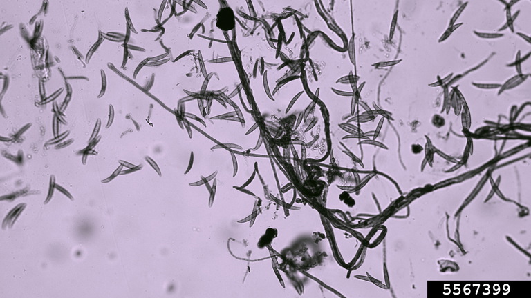 Fusarium wilts, blights, rots and damping-off (Genus Fusarium)
