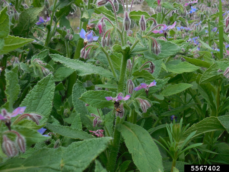 common borage (Borago officinalis L.)