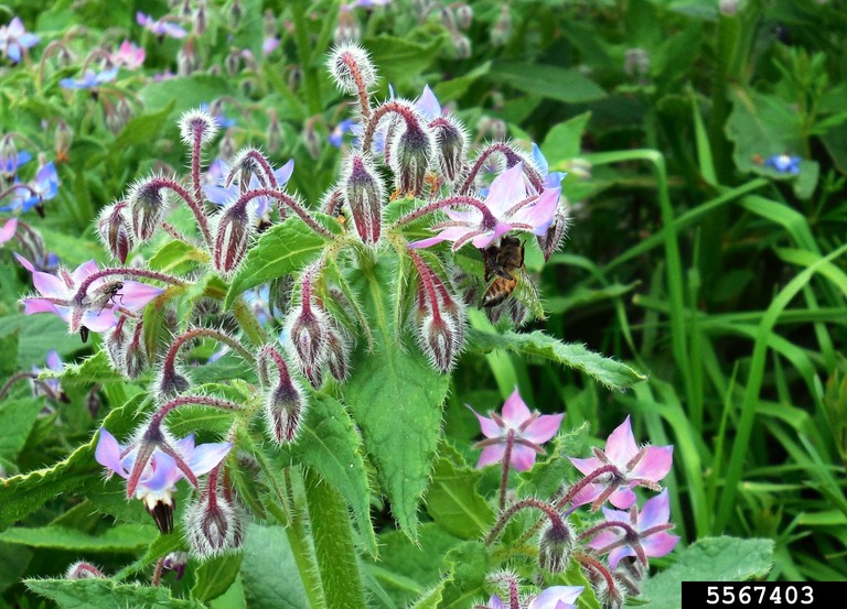 common borage (Borago officinalis L.)