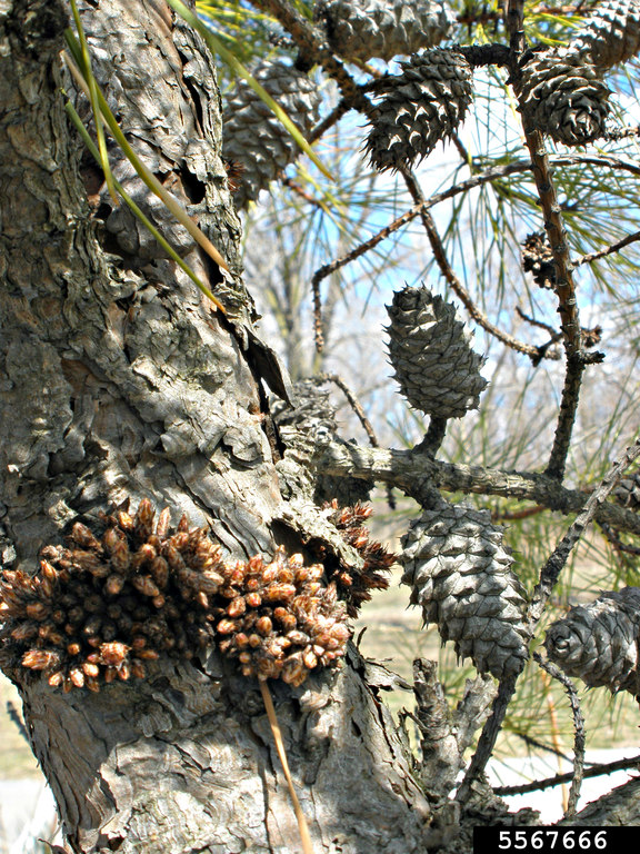 pitch pine (Pinus rigida P. Mill.)