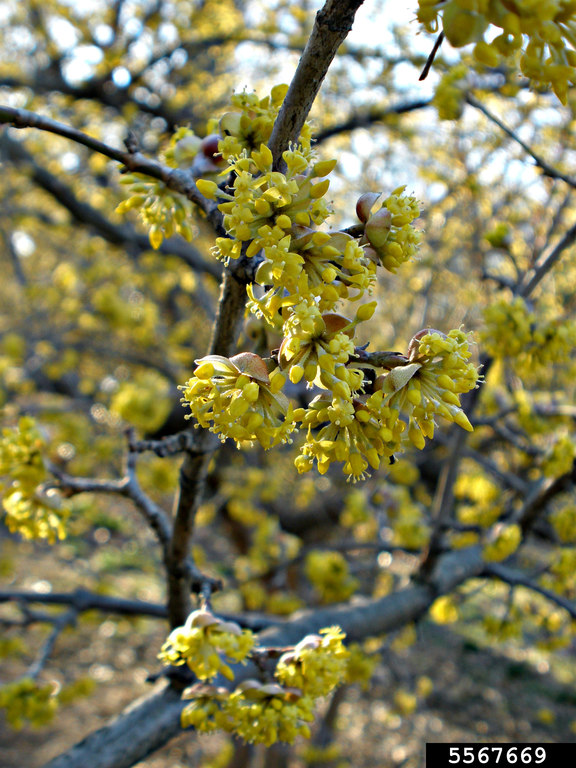 Cornelian cherry dogwood (Cornus mas L.)