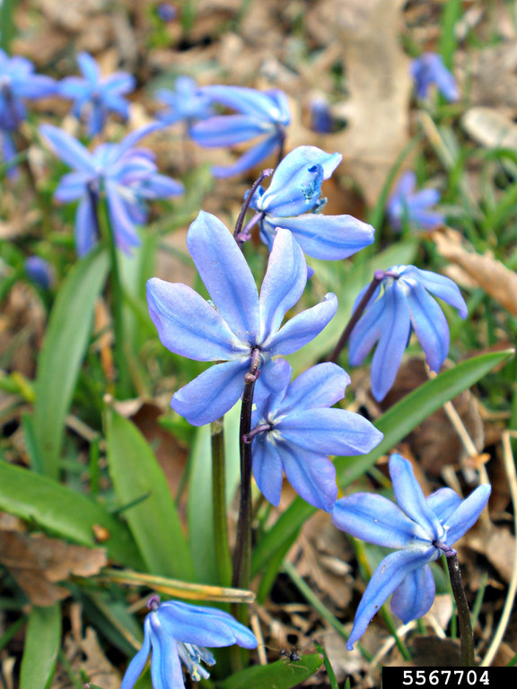 squill (Scilla siberica Haw.)