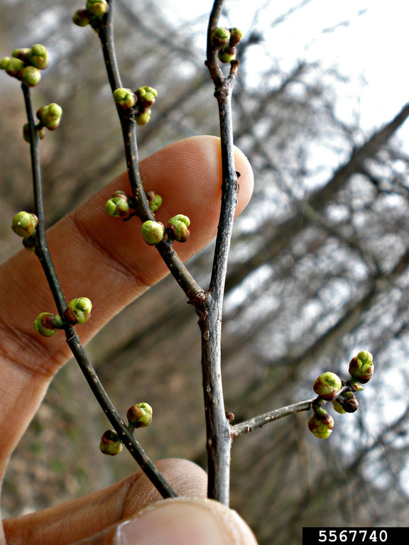 northern spicebush (Lindera benzoin (L.) Blume)