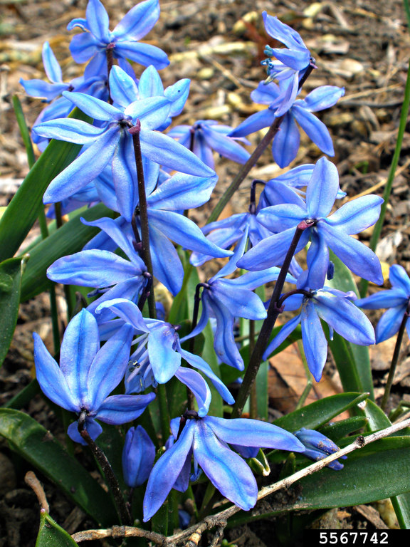 squill (Scilla siberica Haw.)
