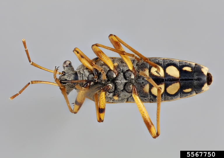 Bordered plant bug (Acinocoris interruptus)