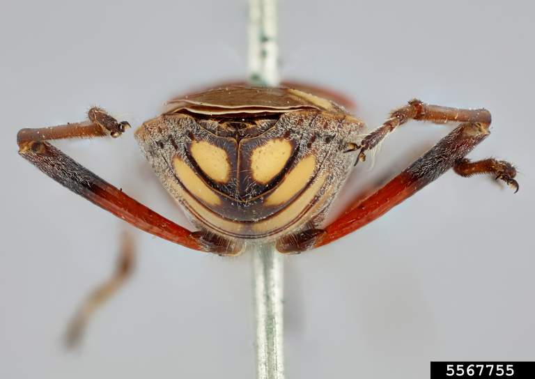 Bordered plant bug (Acinocoris lunaris)