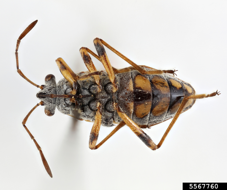 Bordered plant bug (Acinocoris lunaris)