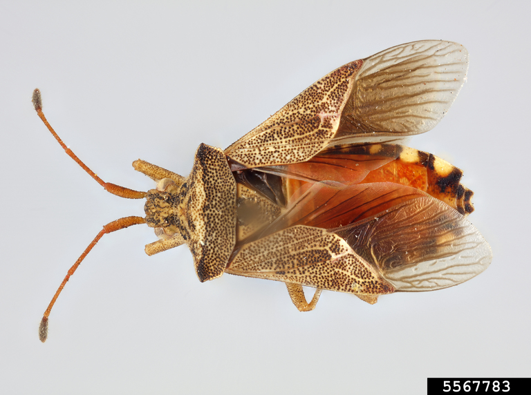 Leaf-footed bug (Cletus binotulatus)