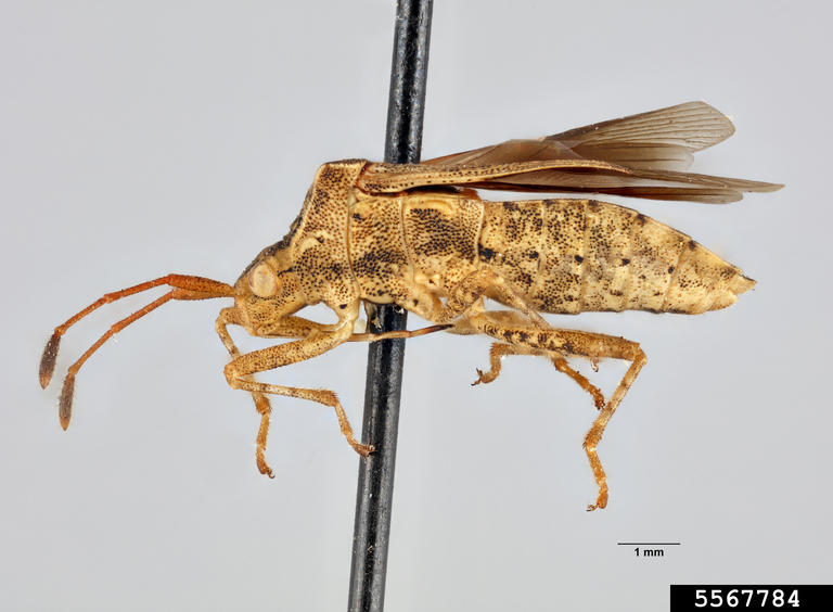 Leaf-footed bug (Cletus binotulatus)