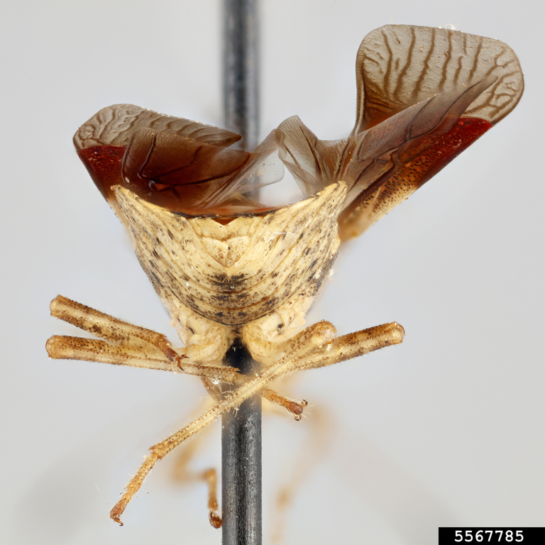 Leaf-footed bug (Cletus binotulatus)