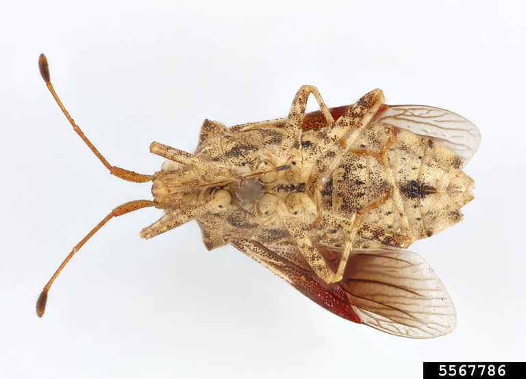 Leaf-footed bug (Cletus binotulatus)