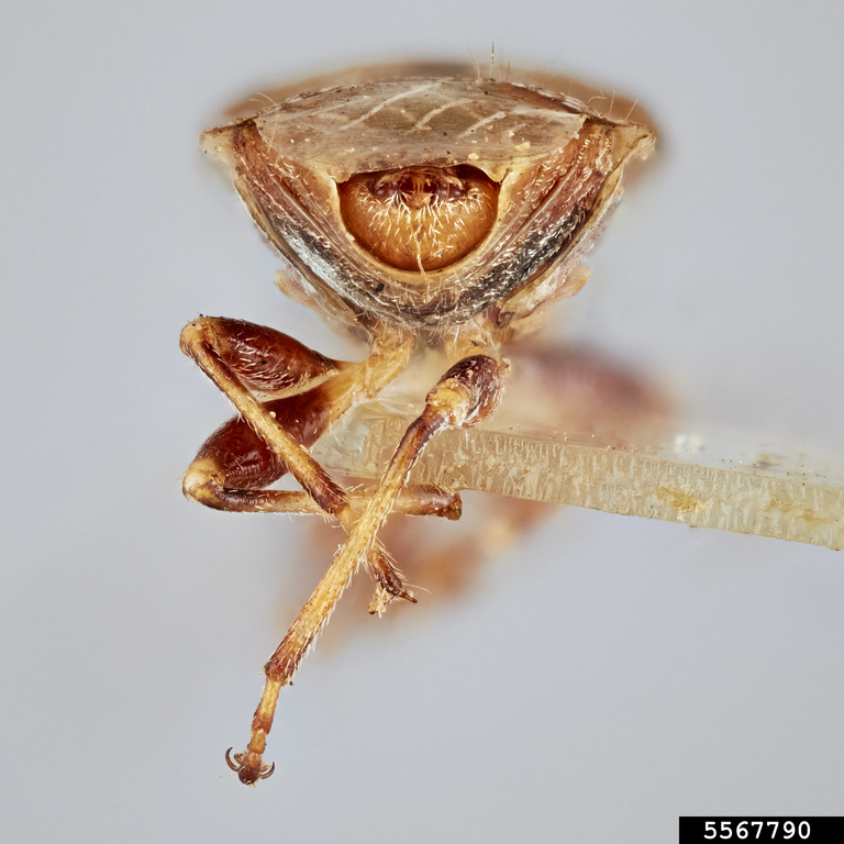 Seed bug (Crompus opacus Scudder)