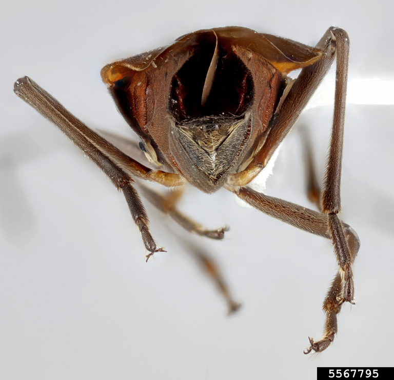 Seed bug (Dalmochrimnus guatemalanus)