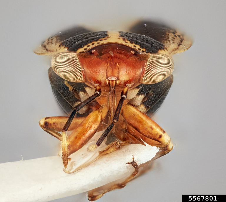 Big-eyed bug (Geocoris flavilineus Stål)