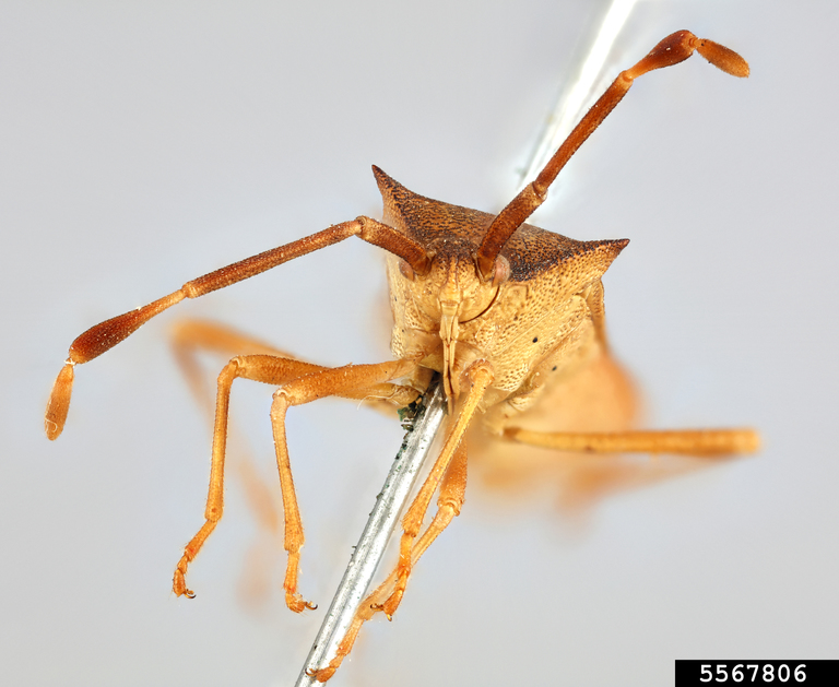 leaf-footed bug (Gonocerus acuteangulatus (Goeze, 1778))