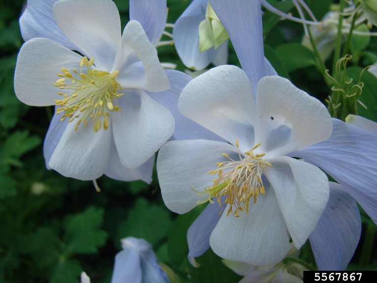 columbine (Genus Aquilegia)
