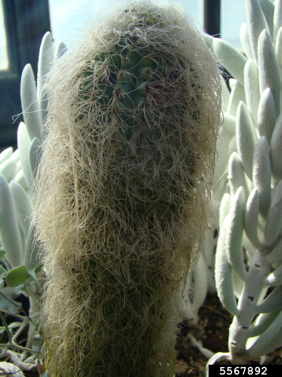 old-man cactus (Cephalocereus senilis (Haw.) Pfeiff.)