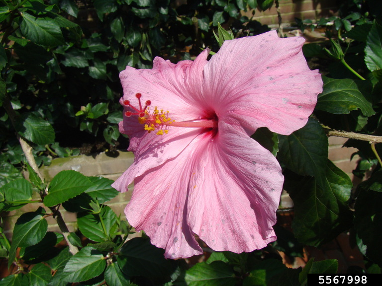 shoeblackplant (Hibiscus rosa-sinensis)