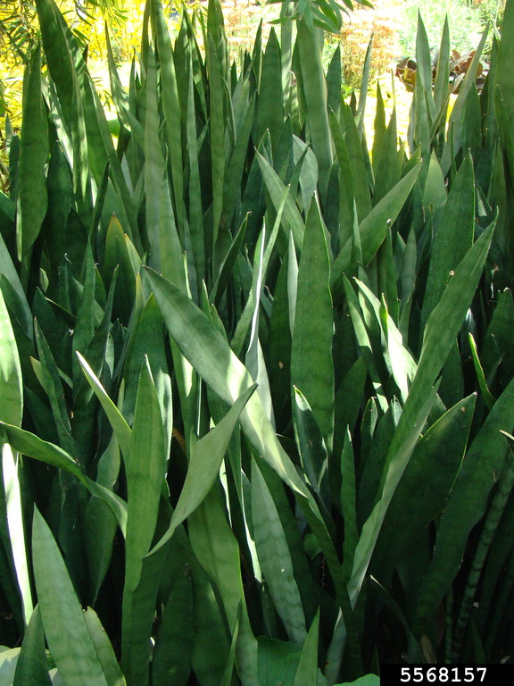viper's bowstring hemp (Sansevieria trifasciata hort. ex Prain)