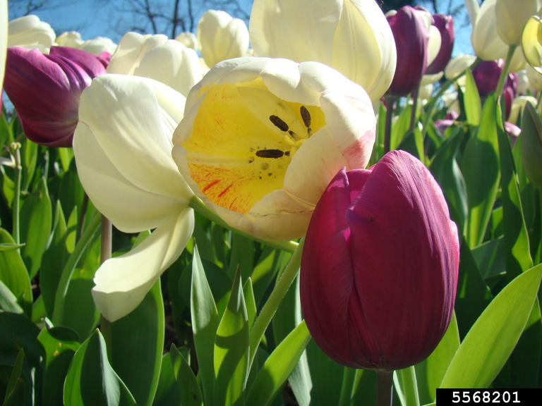 tulip (Genus Tulipa L.)