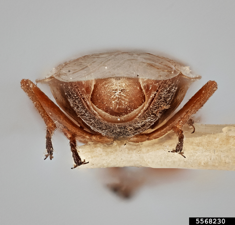 Seed bug (Kleidocerys modestus Barber)