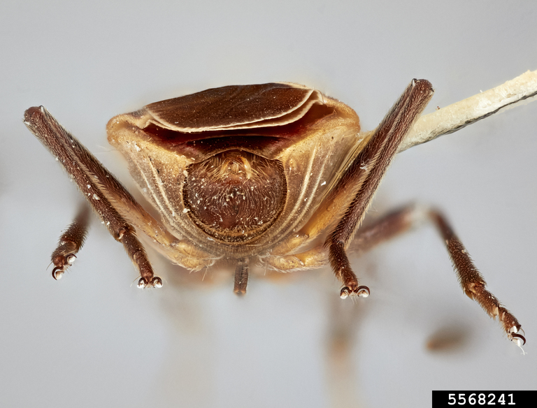 Seed bug (Latochrimnus vittiscutis (Stål))