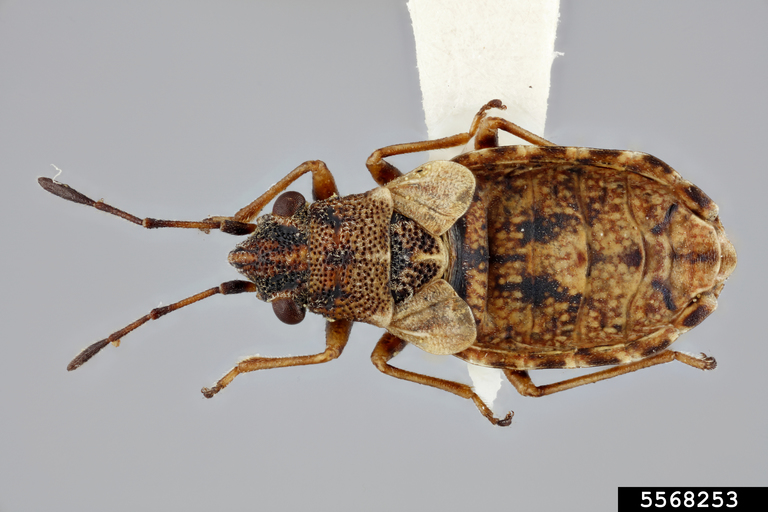 Seed bug (Nithecus jacobaeae Schilling)