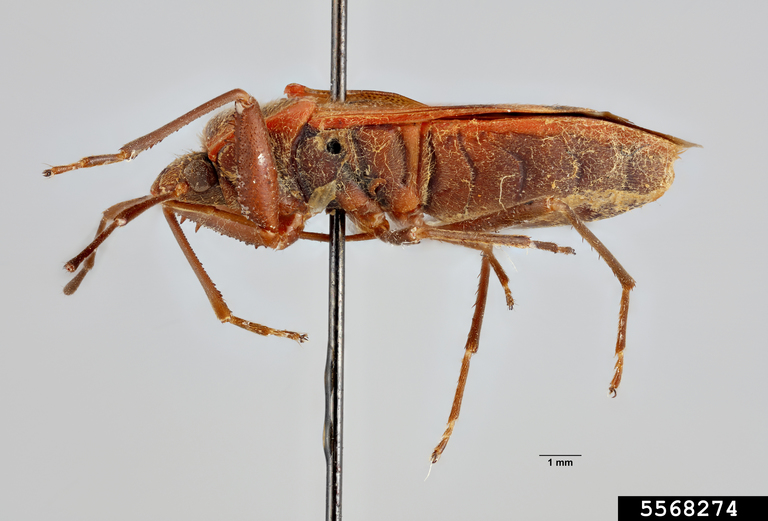 Gutta Bug (Physopelta gutta (Burmeister, 1834))