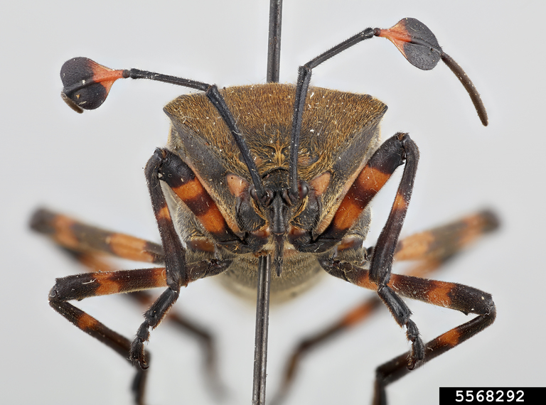 Leaf-footed bug (Thasus gigas (Klug))