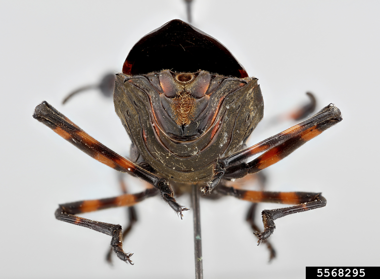 Leaf-footed bug (Thasus gigas (Klug))