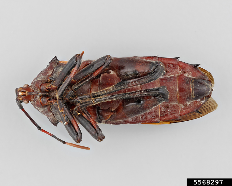 Leaf-footed bug (Thasus gigas (Klug))