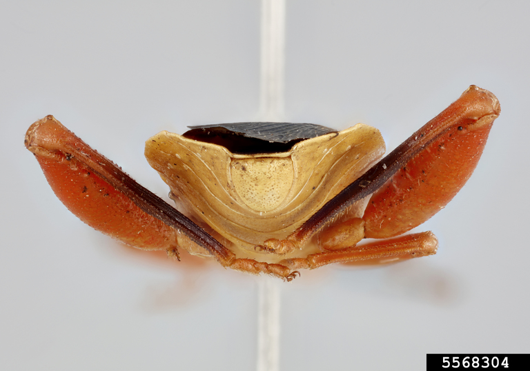 Leaf-footed bug (Thlastocoris laetus)