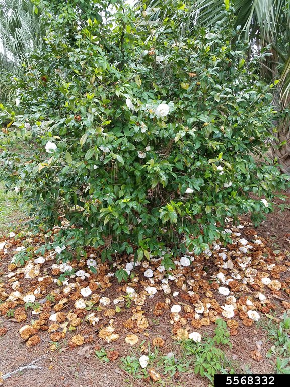 camellia flower blight (Ciborinia camelliae L.M. Kohn)