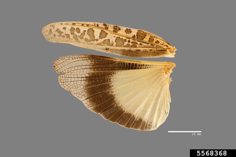 red-shanked grasshopper (Xanthippus corallipes)