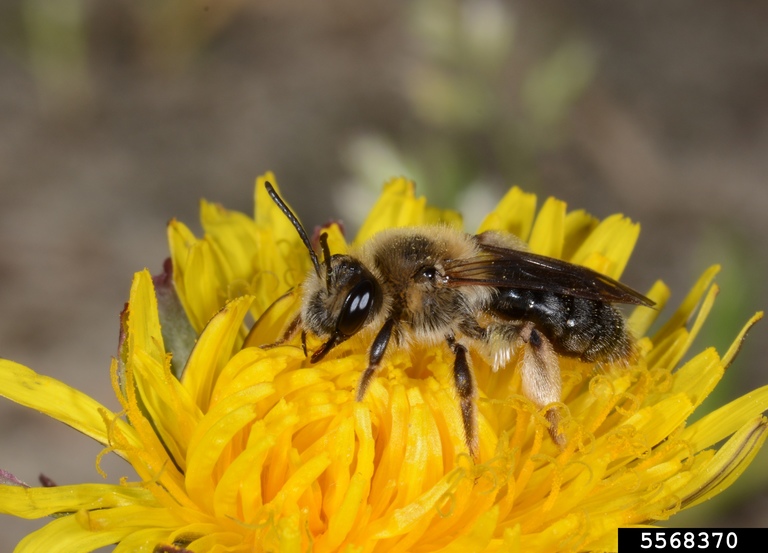 Andrenid bees (Genus Andrena (Fabricius, 1775))