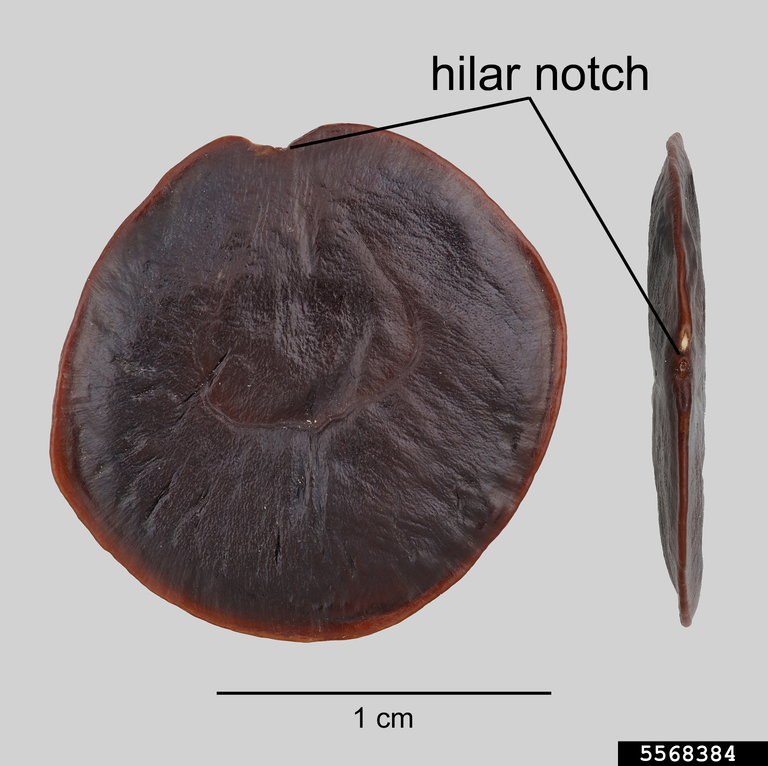 cohoba tree (Anadenanthera peregrina)