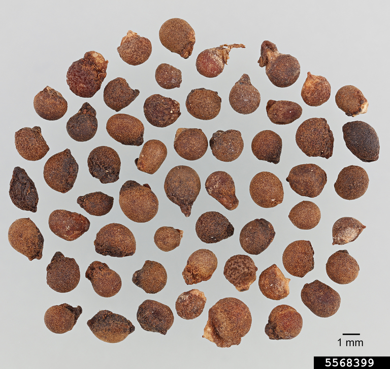 autumn crocus (Colchicum autumnale)