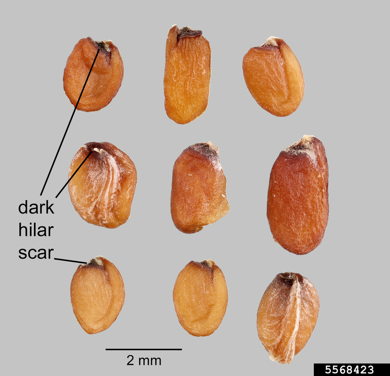 Aegean wallflower (Erysimum cheiri (L.) Crantz)