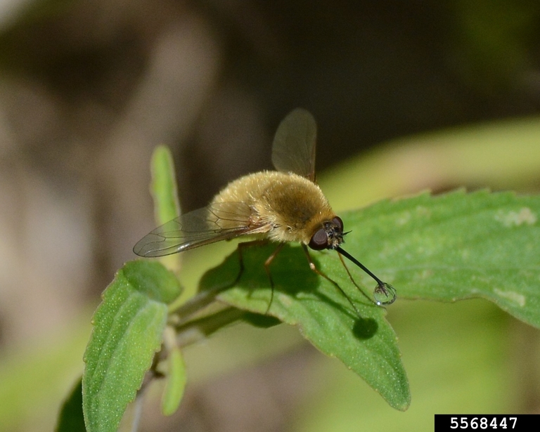 grasshopper bee flies (Genus Systoechus Loew 1855)