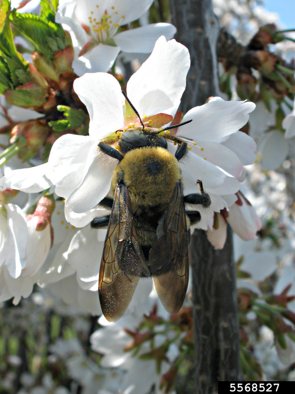 carpenter bee (Xylocopa virginica (Linnaeus))