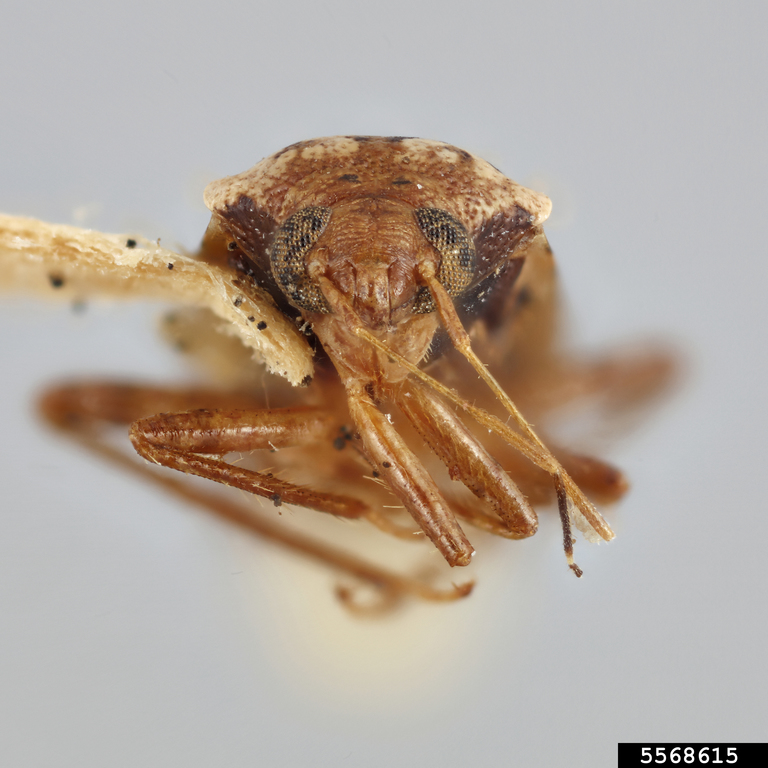 Plant bug (Calocorisca minima)