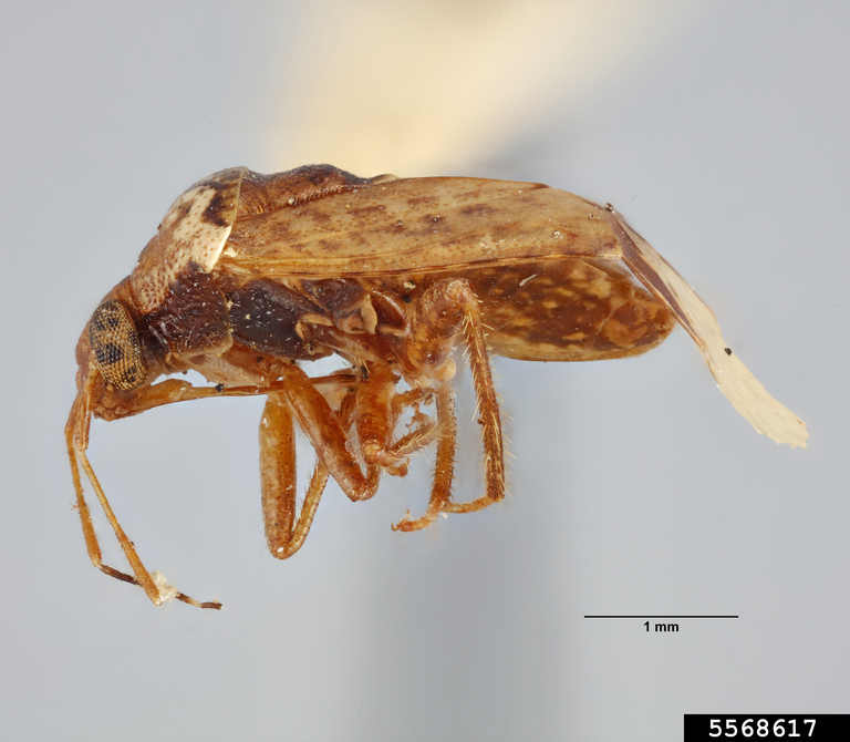 Plant bug (Calocorisca minima Carvalho)