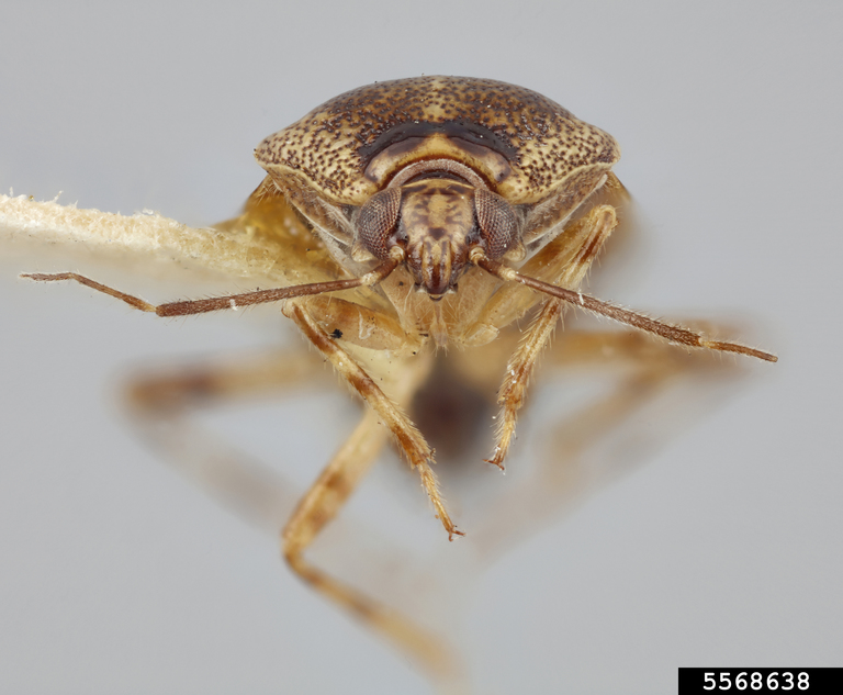 Plant bug (Deraeocoris aphidiphagus Knight)