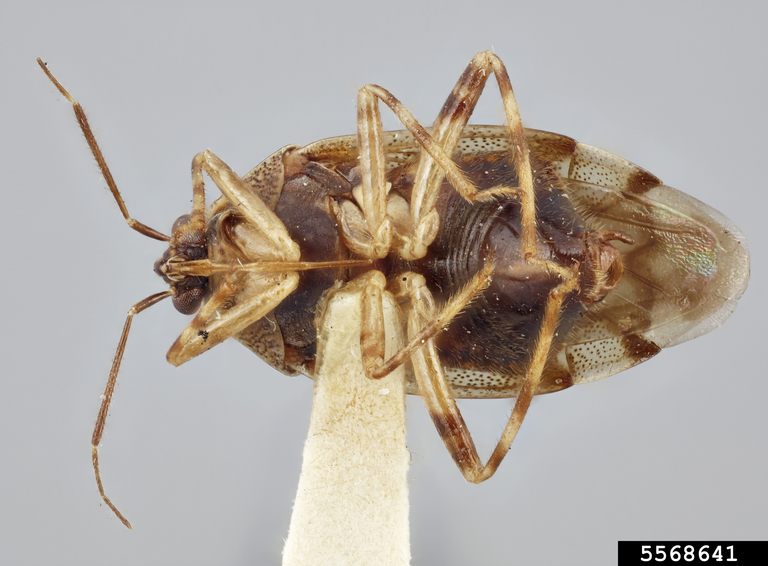 Plant bug (Deraeocoris aphidiphagus)